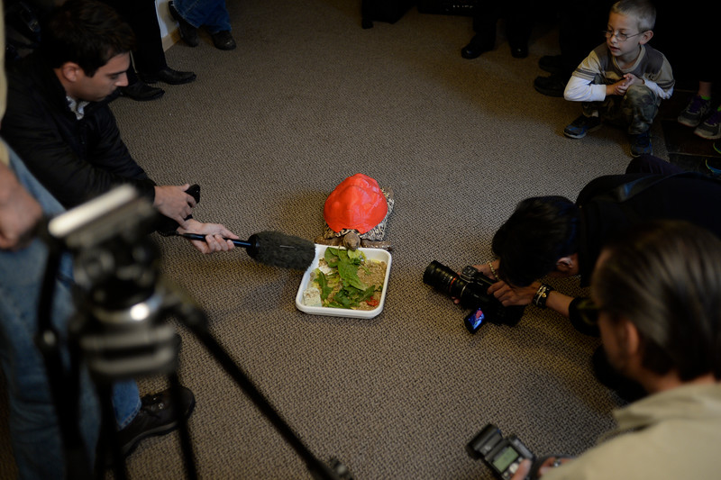 "Tortoise prosthetic shell" - Idea Maker HK